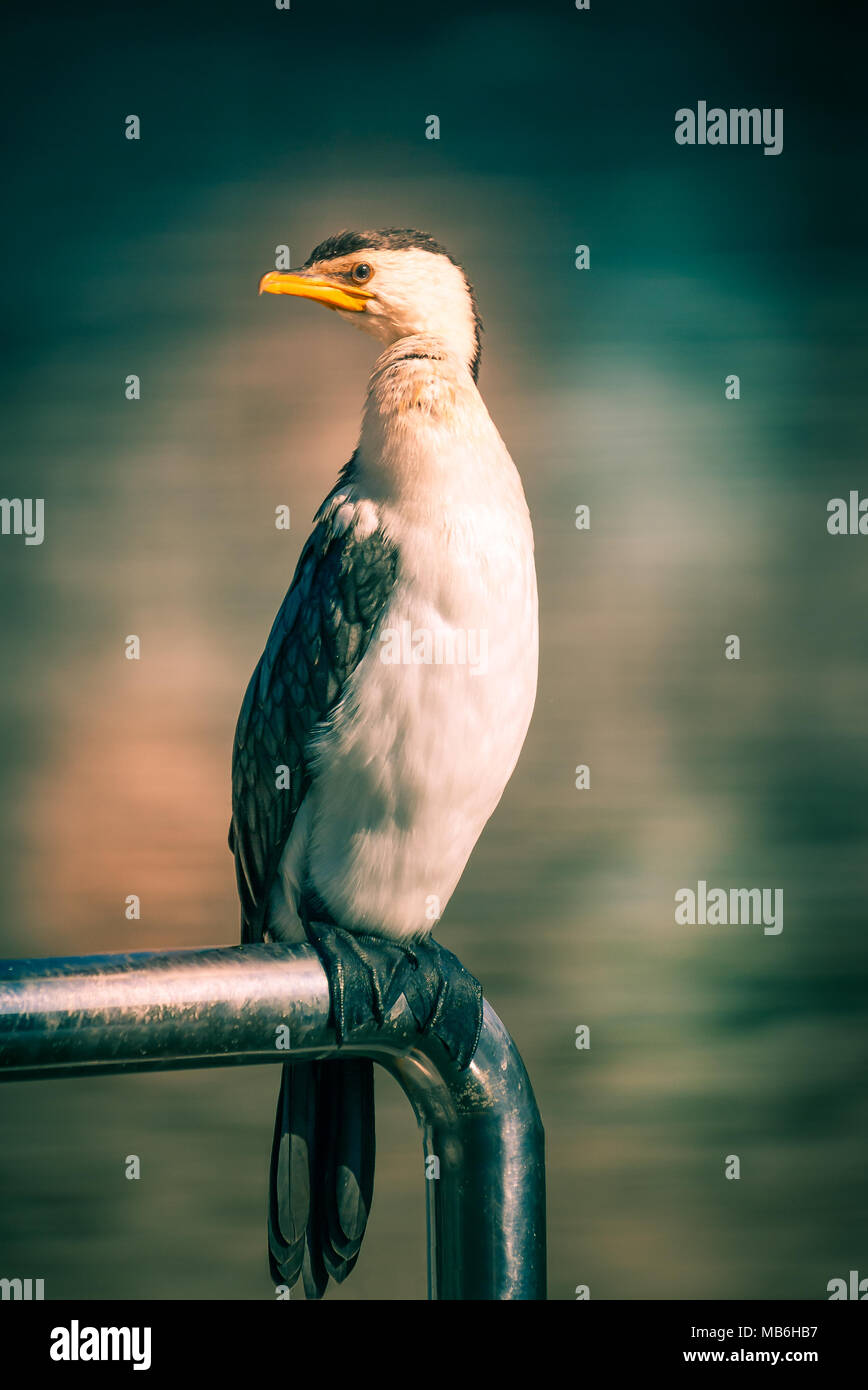Shag bird australia hi-res stock photography and images - Alamy