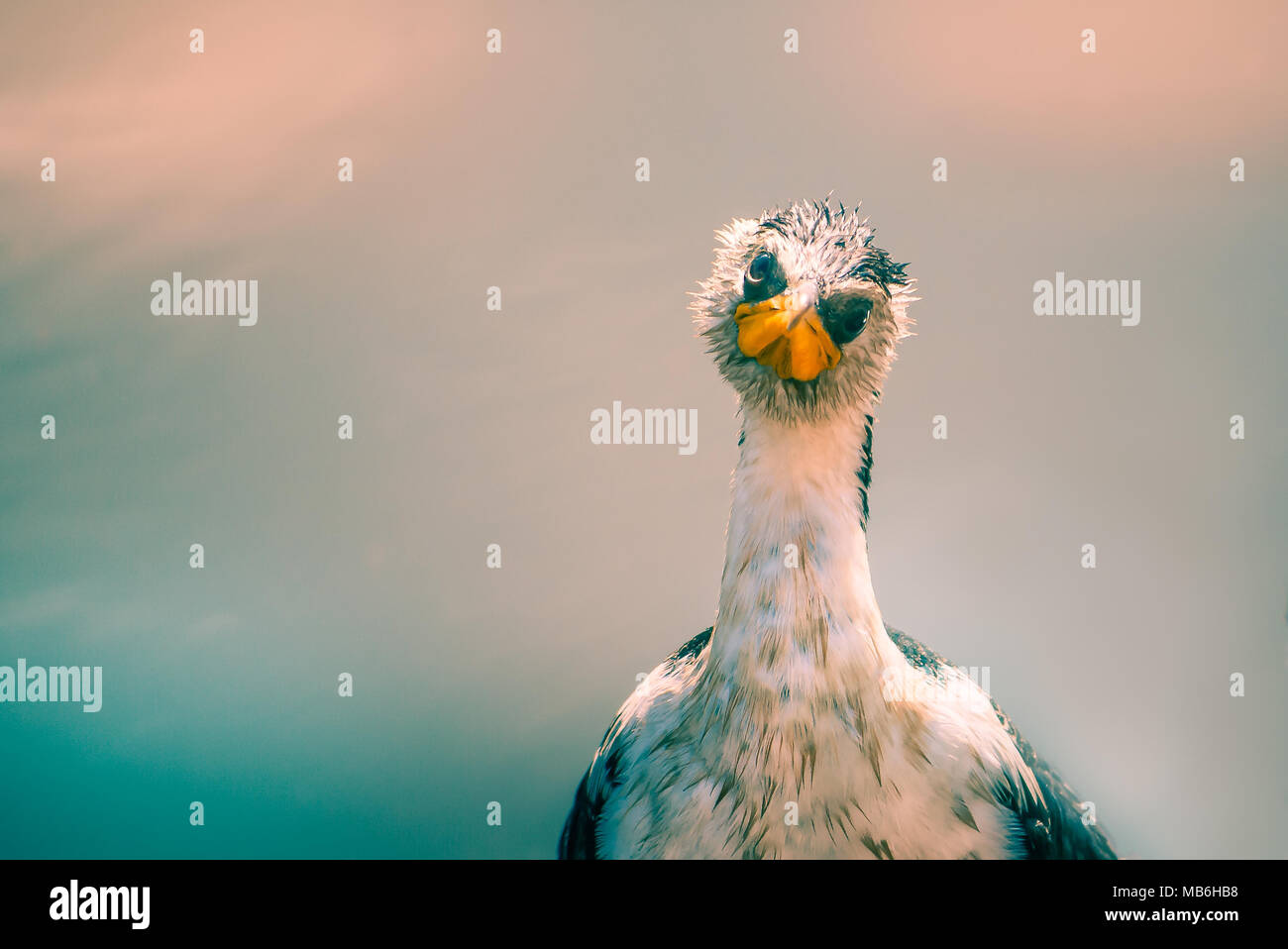 Shag bird australia hi-res stock photography and images - Alamy
