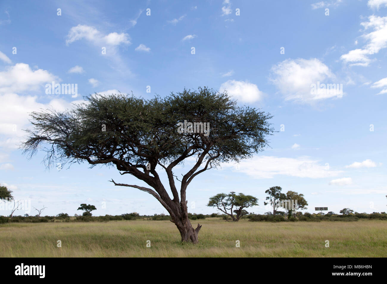 Acacia tree in Hwange National Park in Zimbabwe. Acacias are also known ...