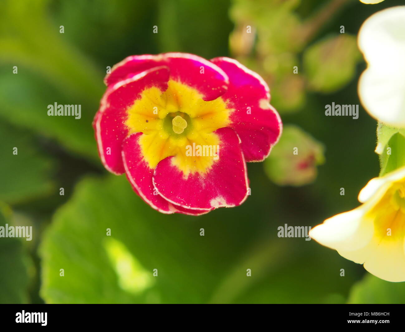 The opened Bud of a primrose. Petals red with lights are flashing ...