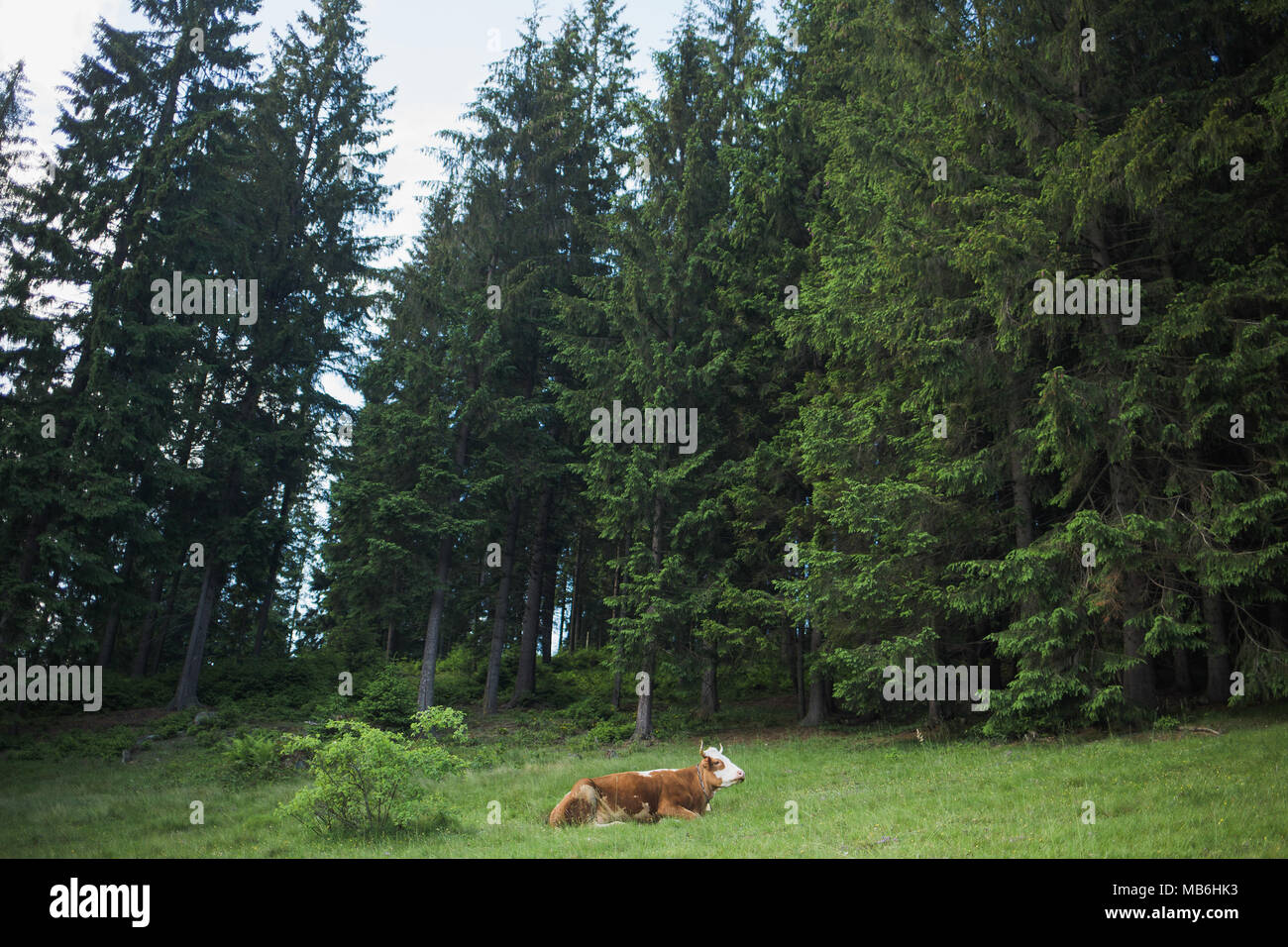 Brown lonely cow lying down at pasture in old wood with green huge ...