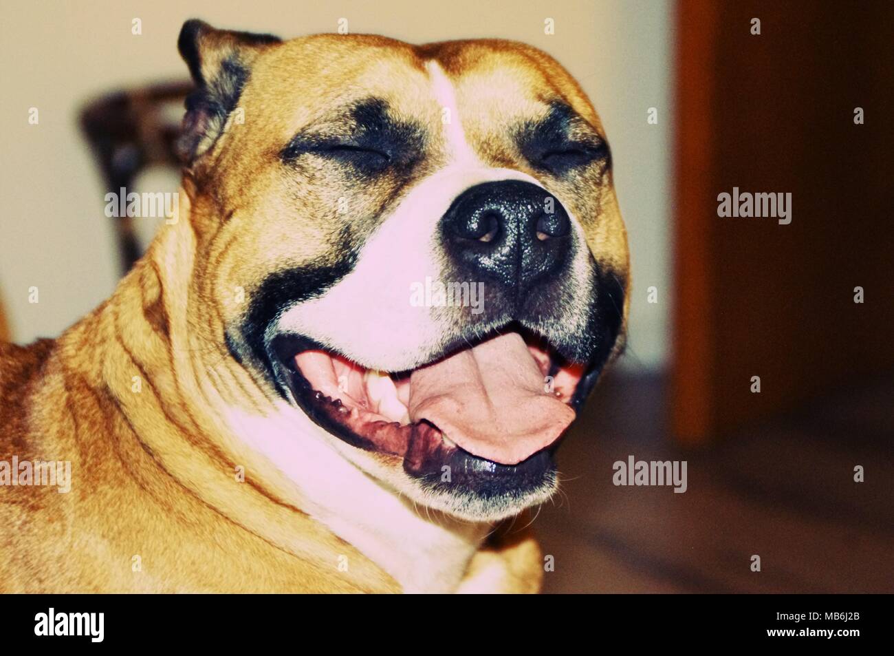 Tired Amstaff (American Staffordshire Terrier) relaxing on the couch ...
