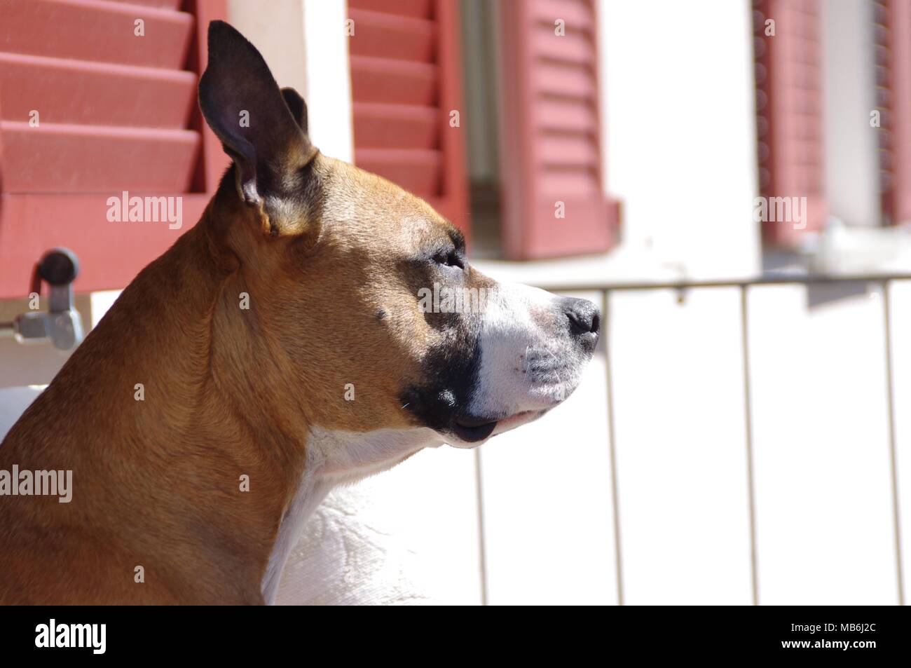 Amstaff (American Staffordshire Terrier) sunbathing on the balcony ...