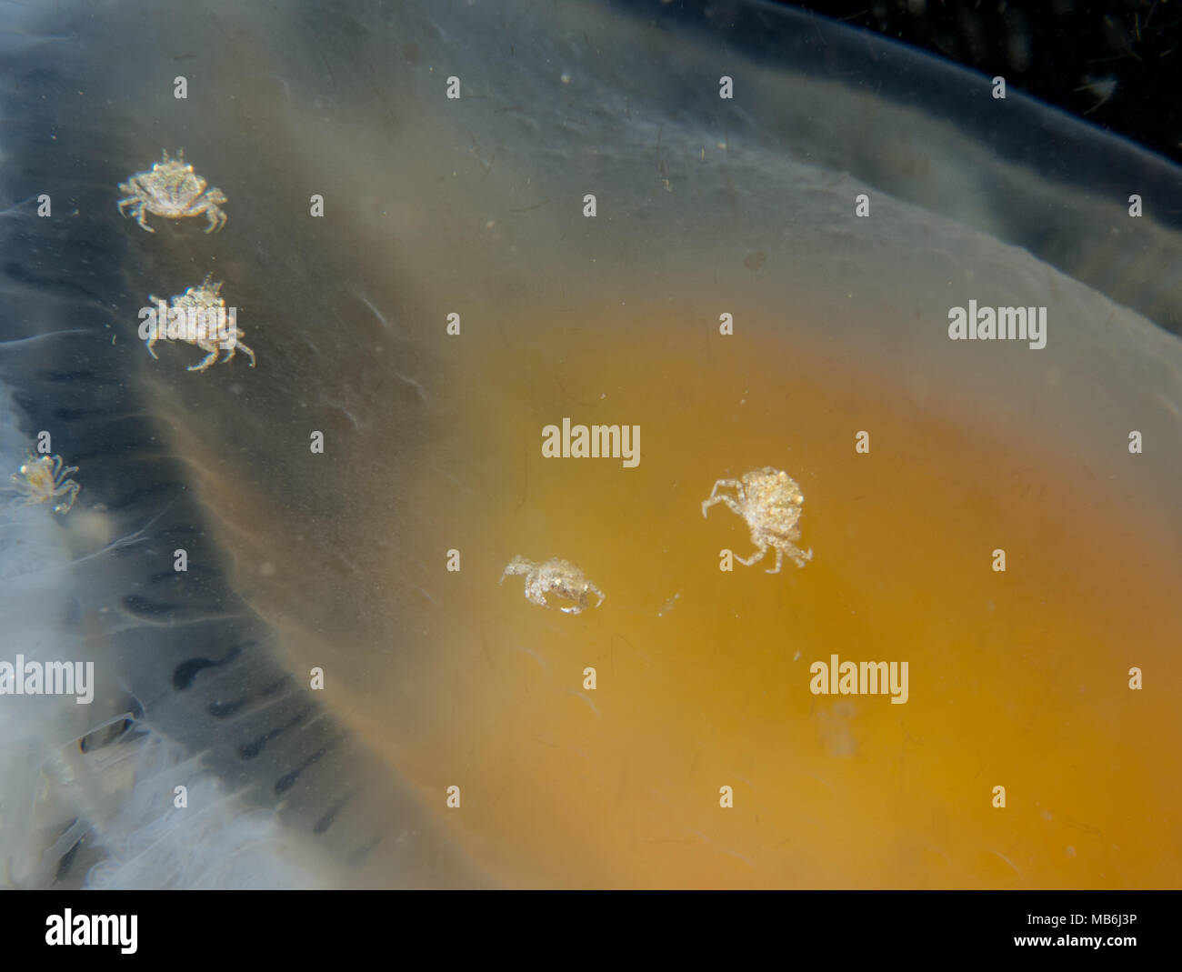 Larval crabs hi-res stock photography and images - Alamy