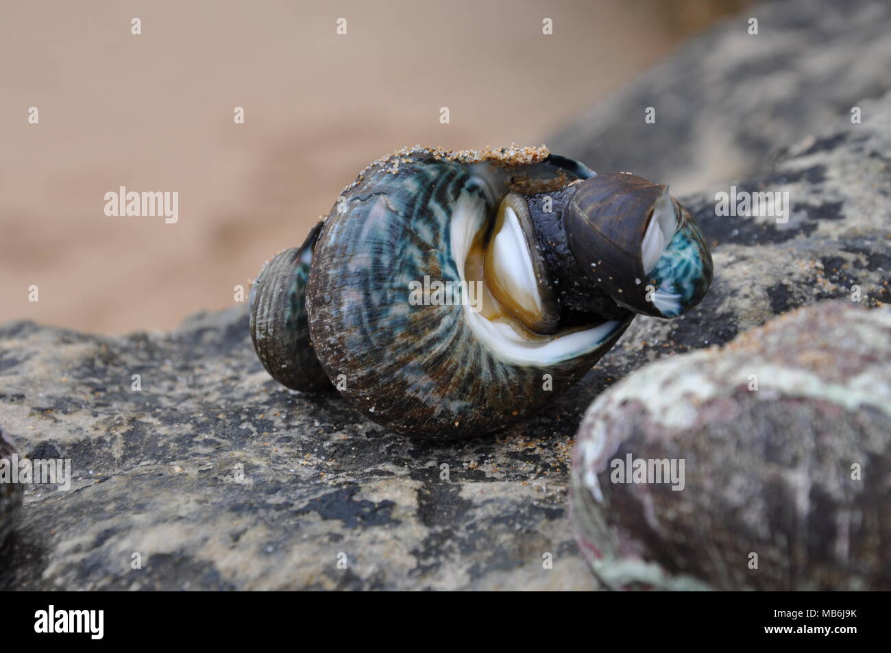 A colourful seashell on a rock Stock Photo - Alamy