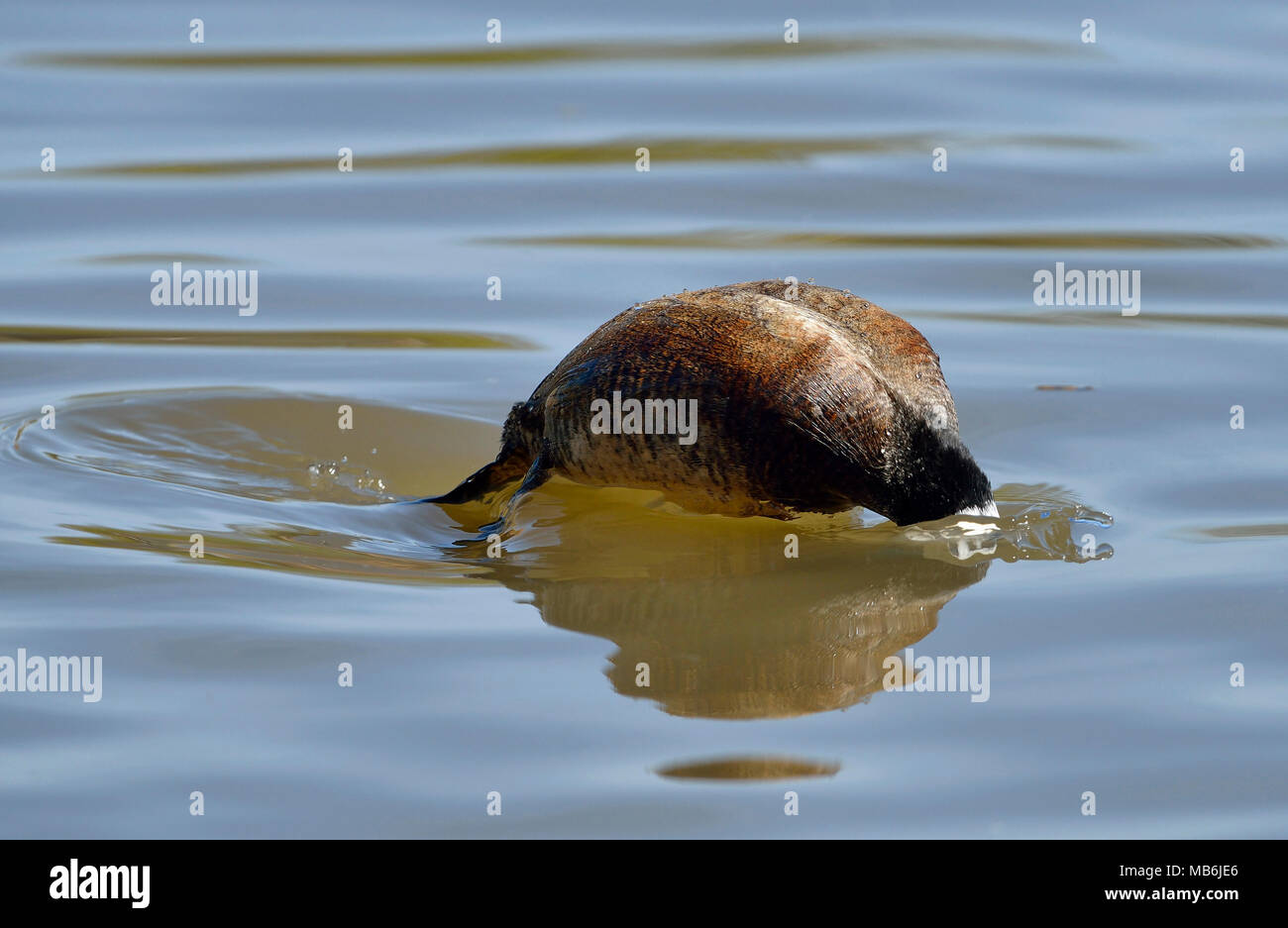 White-headed Duck - Oxyura leucocephala Male jump dives with hardly a ...