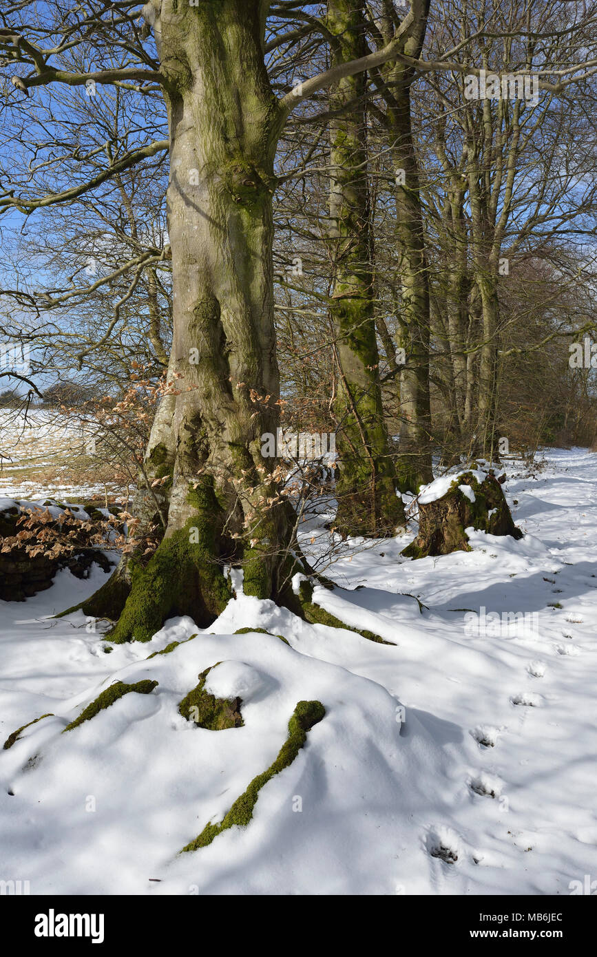 Beech Trees in Snow, Charterhouse, Mendip Hills Stock Photo - Alamy