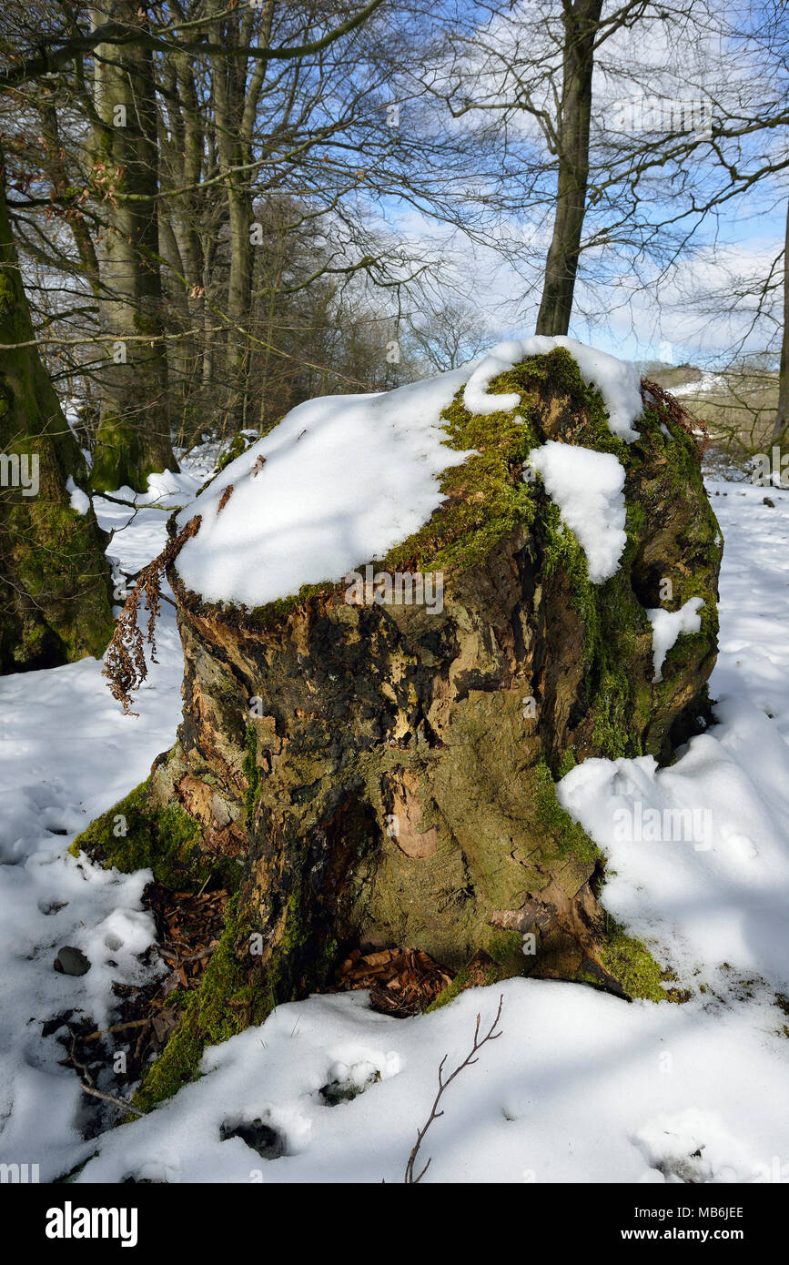 Beech Tree stump in Snow, Charterhouse, Mendip Hills Stock Photo - Alamy