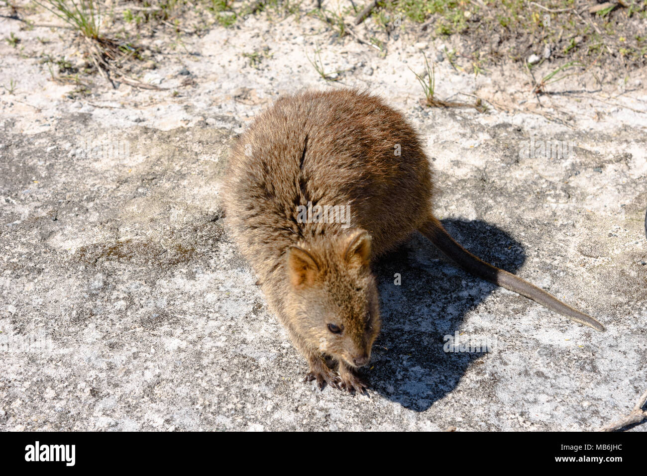 A quokka on Rottnest Island in Australia Stock Photo - Alamy