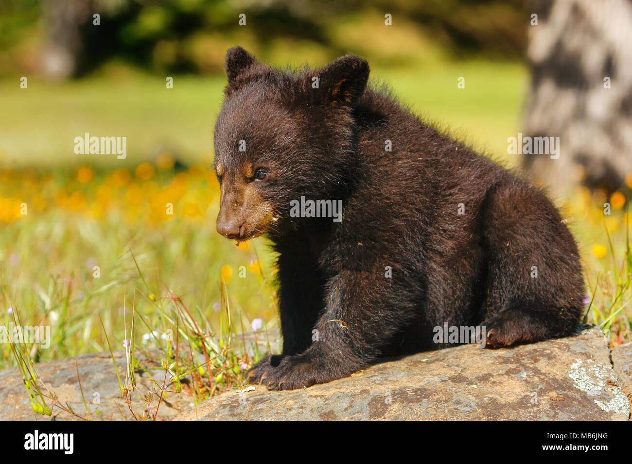 Bear sitting by log hi-res stock photography and images - Alamy