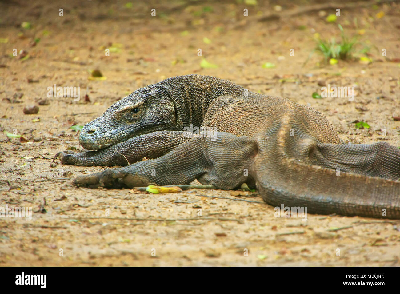 Monitor lizard varanus sp hi-res stock photography and images - Alamy