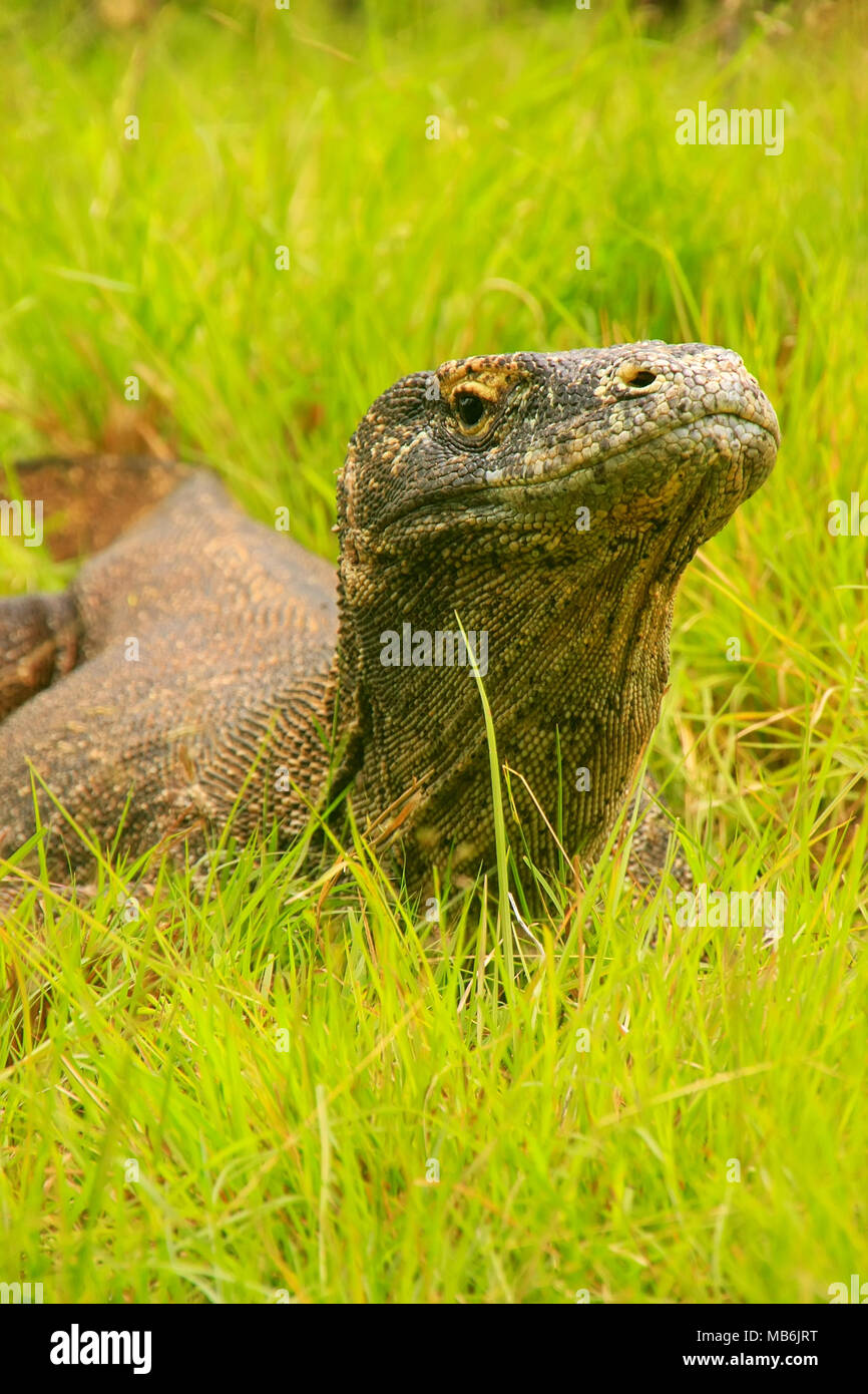 Portrait of Komodo dragon lying in grass on Rinca Island in Komodo ...