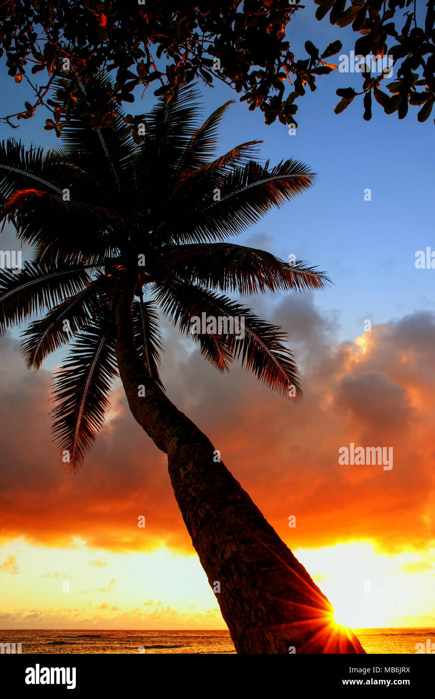Leaning palm tree at sunrise in Lavena village on Taveuni Island, Fiji ...