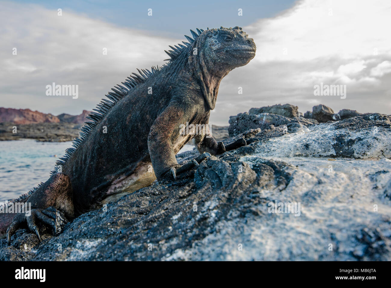 A marine iguana basking on a bird poop covered rock in Bartolomé Island ...