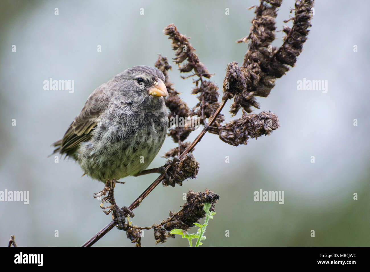 A small ground finch (Geospiza fuliginosa) a species endemic to the ...