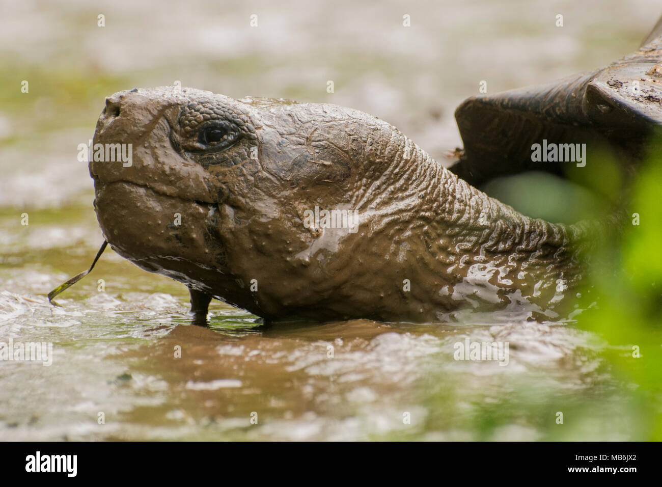 Chelonoidis nigra portrait hi-res stock photography and images - Alamy