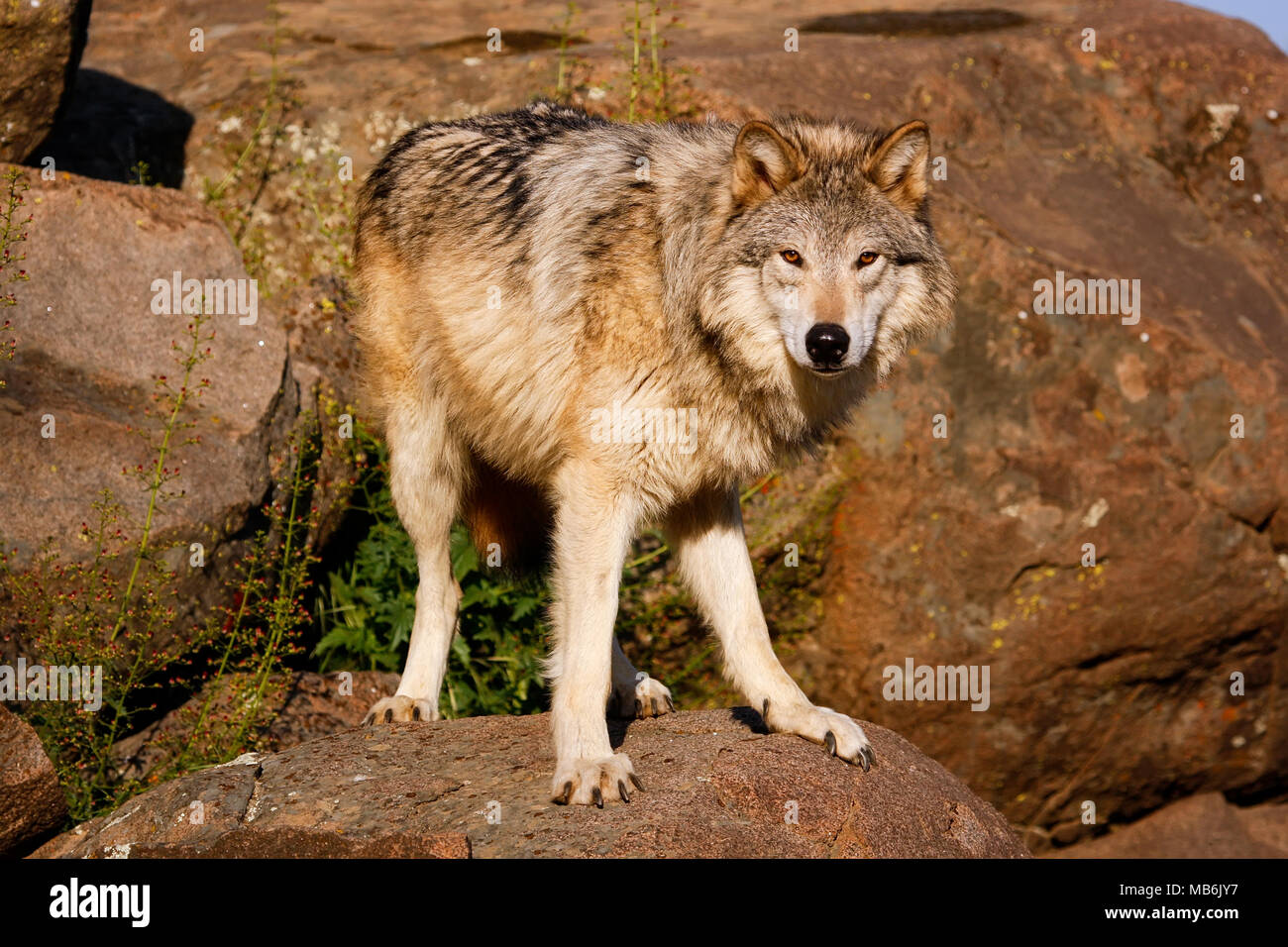 Grey wolf standing on rocks hi-res stock photography and images - Alamy