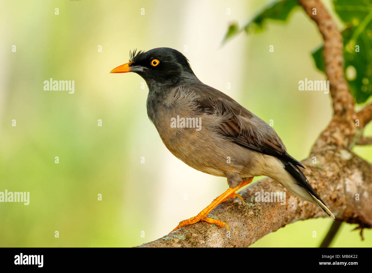 Jungle myna acridotheres fuscus hi-res stock photography and images - Alamy