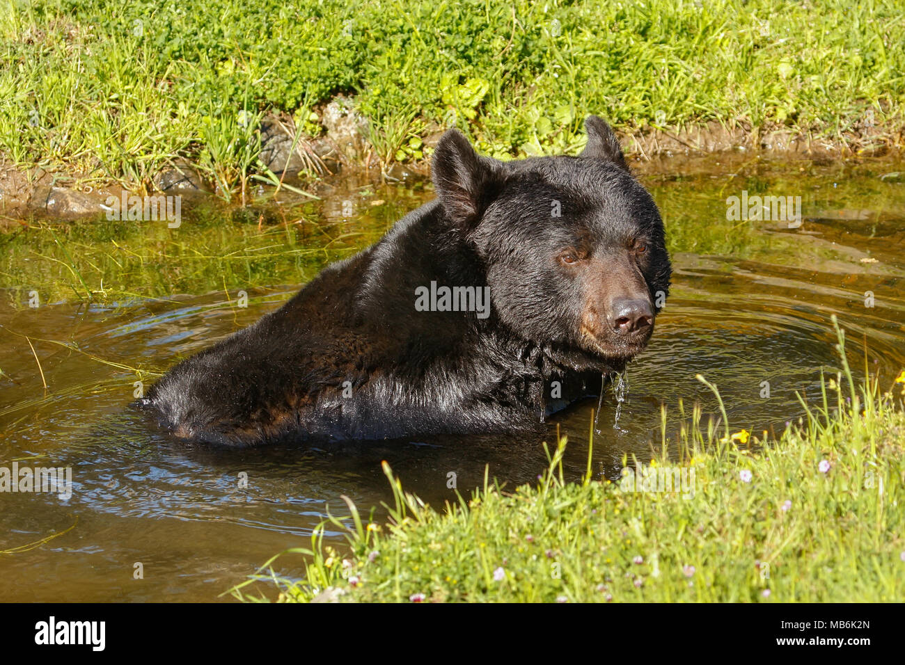 Portrait of American black bear (Ursus americanus) swimming Stock Photo ...