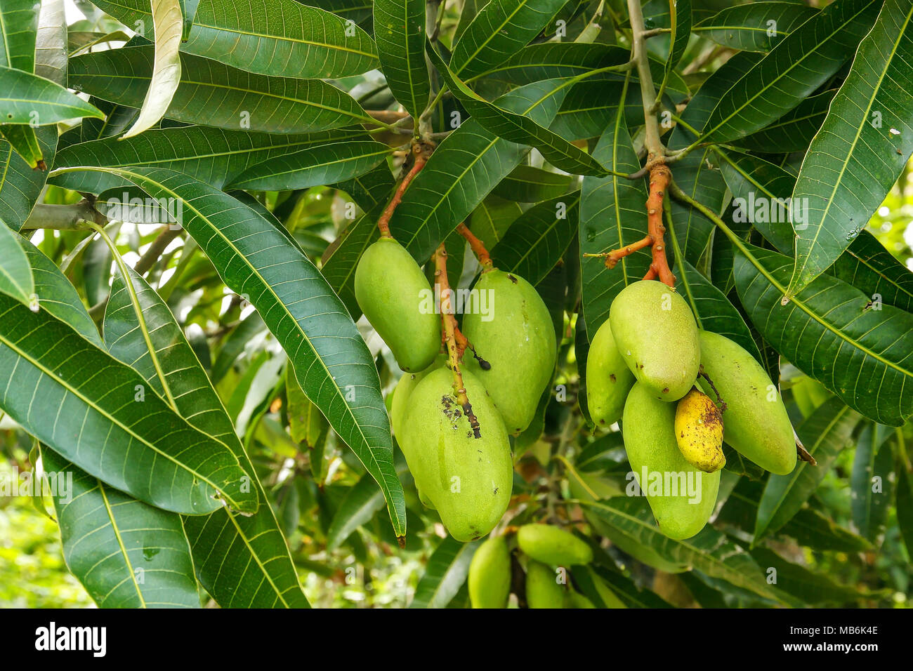 Fiji rainforest hi-res stock photography and images - Alamy