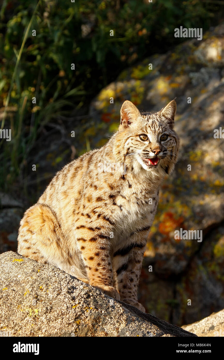 Adult lynx lynx lynx sitting on rock hi-res stock photography and ...