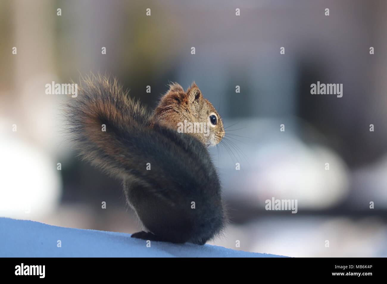 Squirrel half sun half shadow Stock Photo - Alamy