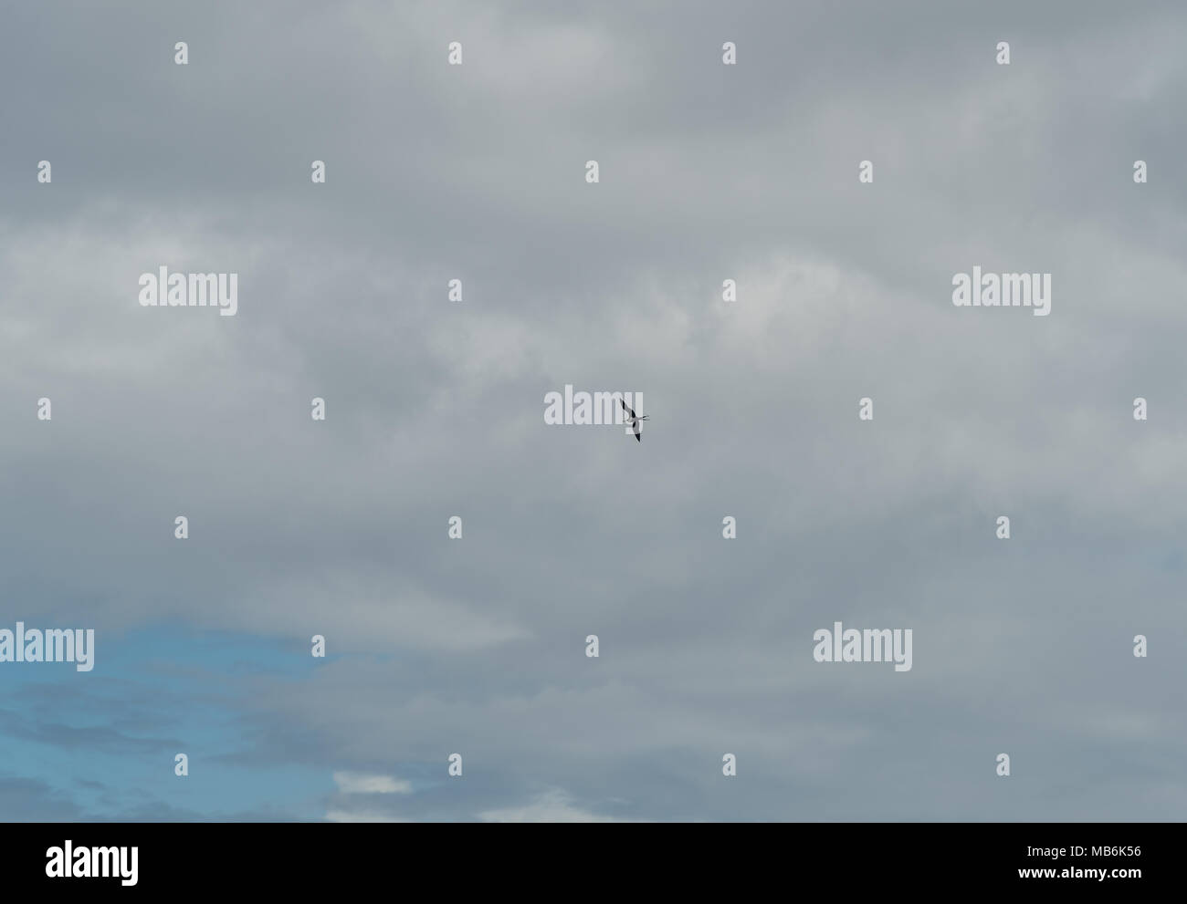 Soaring black-footed albatross at the Kilauea Point National Wildlife ...