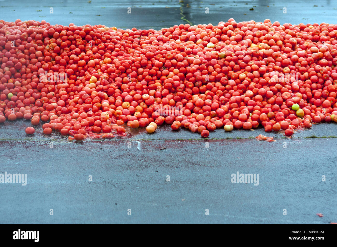 Tomato food fight hi-res stock photography and images - Alamy