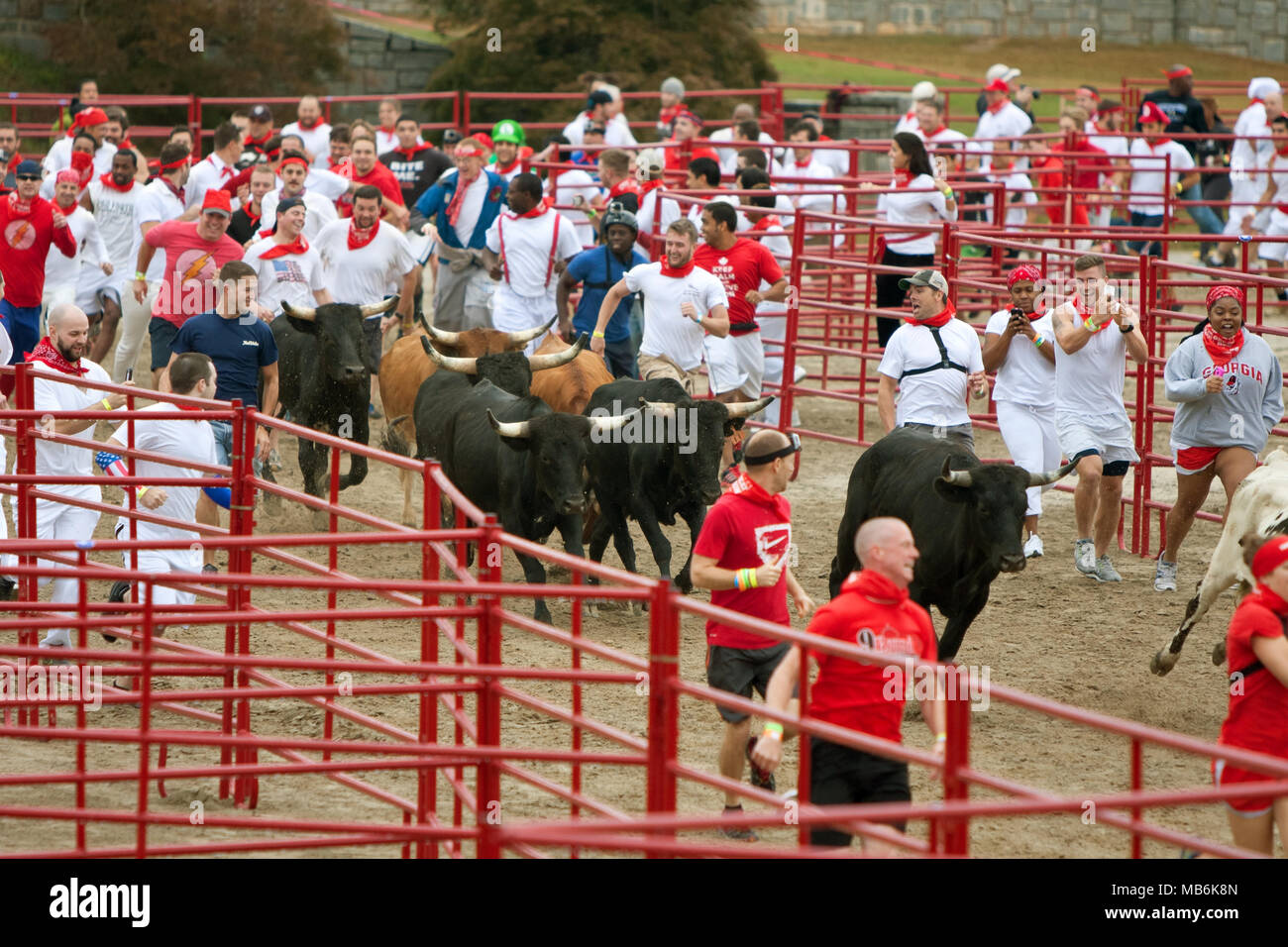 Hundreds of people run with the bulls at the Great Bull Run at the ...