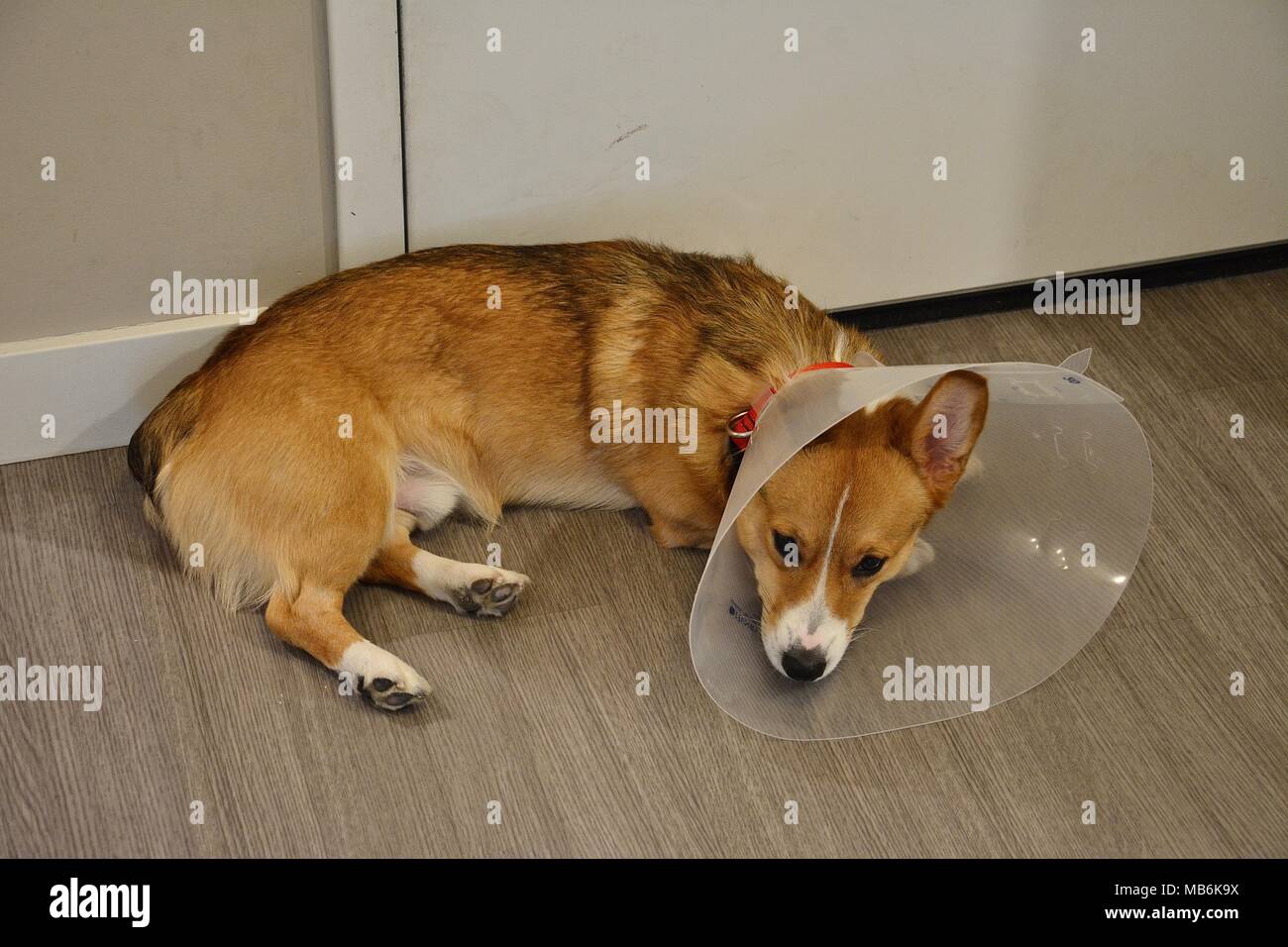 A Welsh Pembroke Corgi wearing an E-Collar "Cone Stock Photo - Alamy