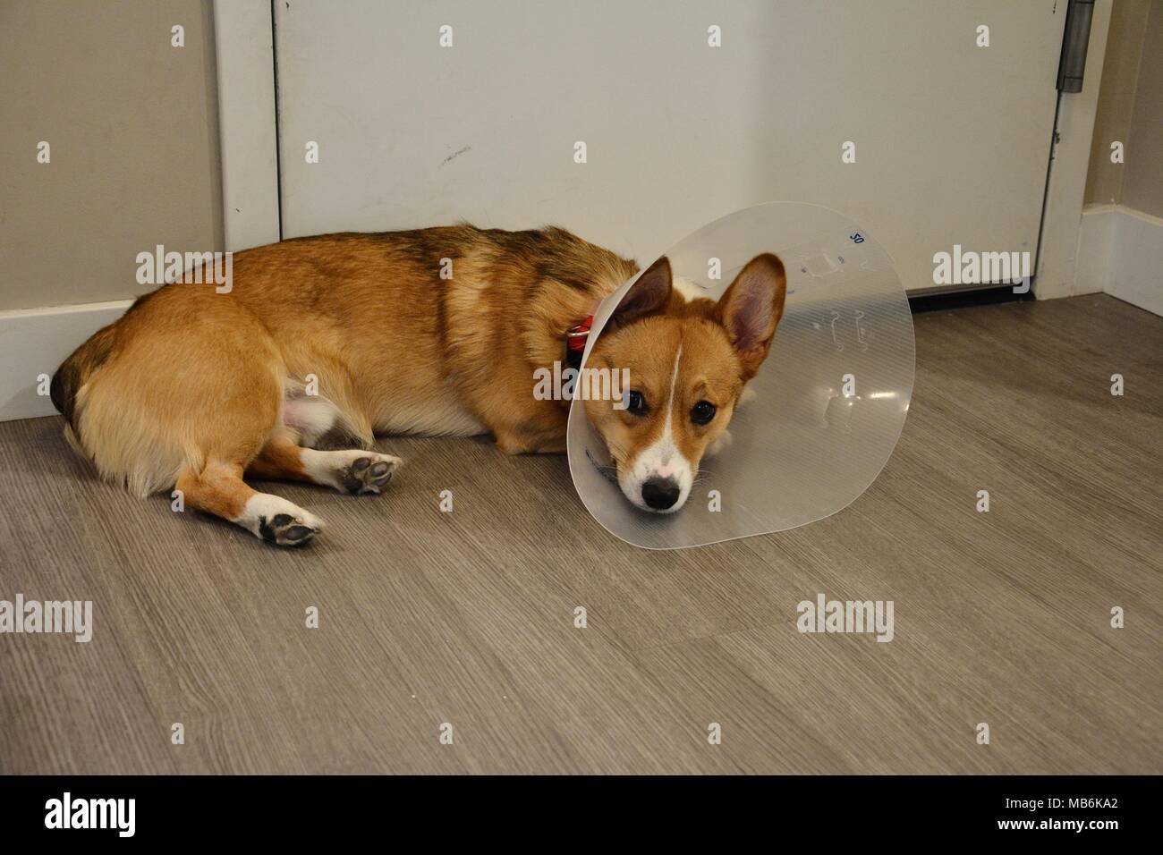 A Welsh Pembroke Corgi wearing an E-Collar "Cone Stock Photo - Alamy