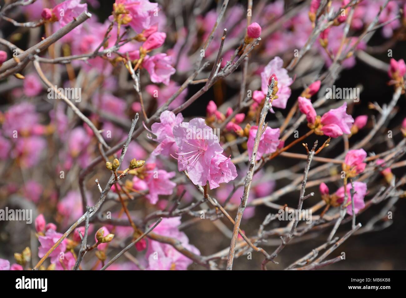Spring Flowers in the Boston Public Garden, Massachusetts, USA Stock ...