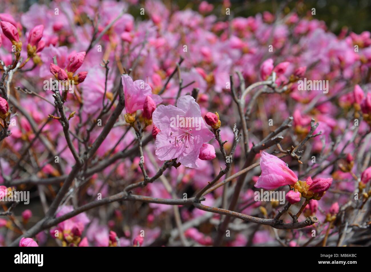 Spring Flowers in the Boston Public Garden, Massachusetts, USA Stock ...
