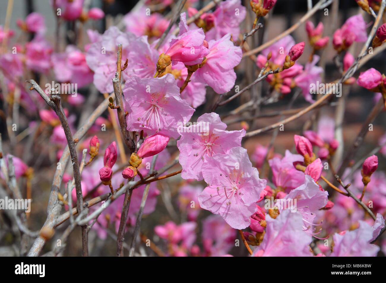 Spring Flowers in the Boston Public Garden, Massachusetts, USA Stock ...