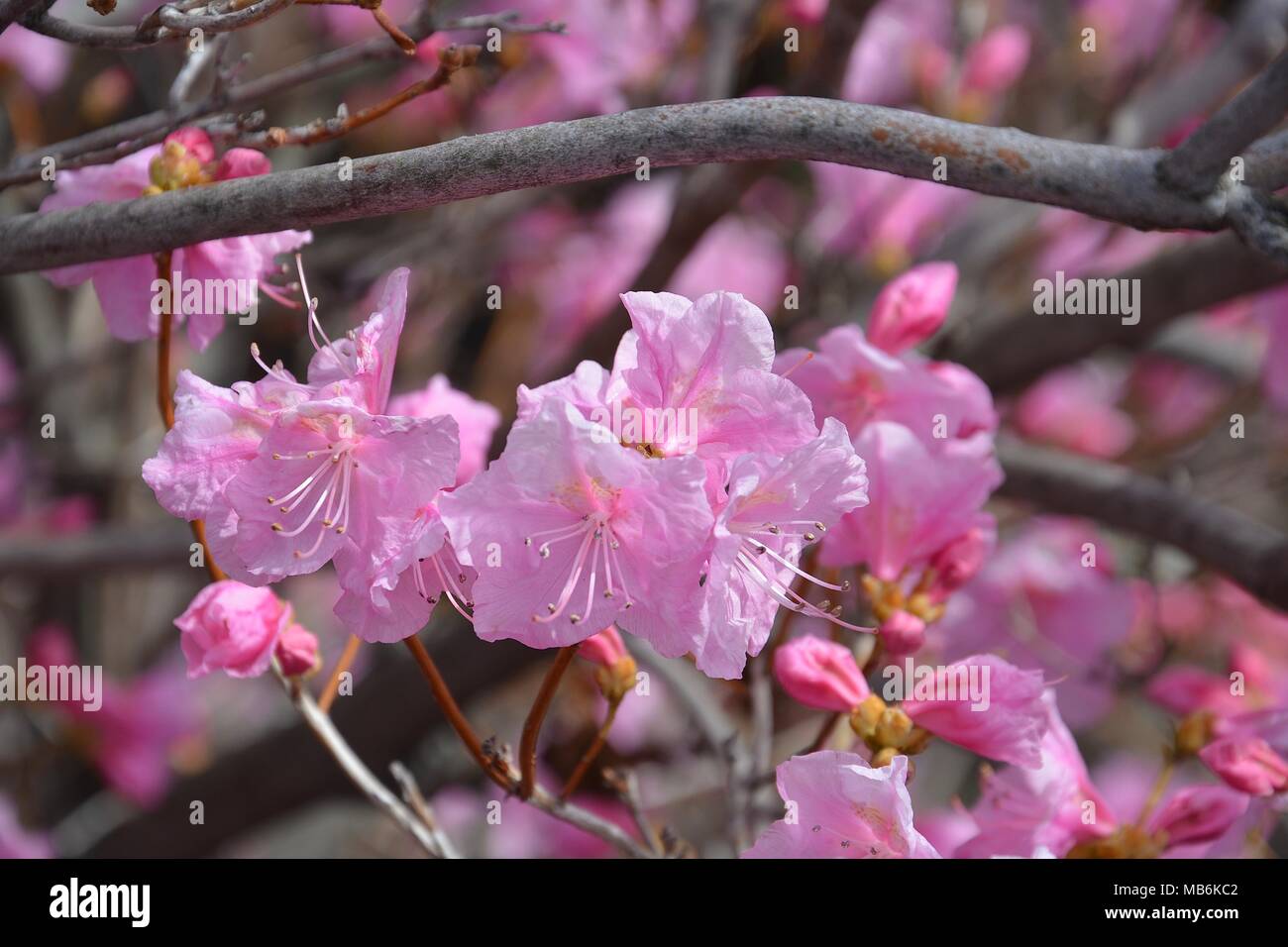 Spring Flowers in the Boston Public Garden, Massachusetts, USA Stock ...