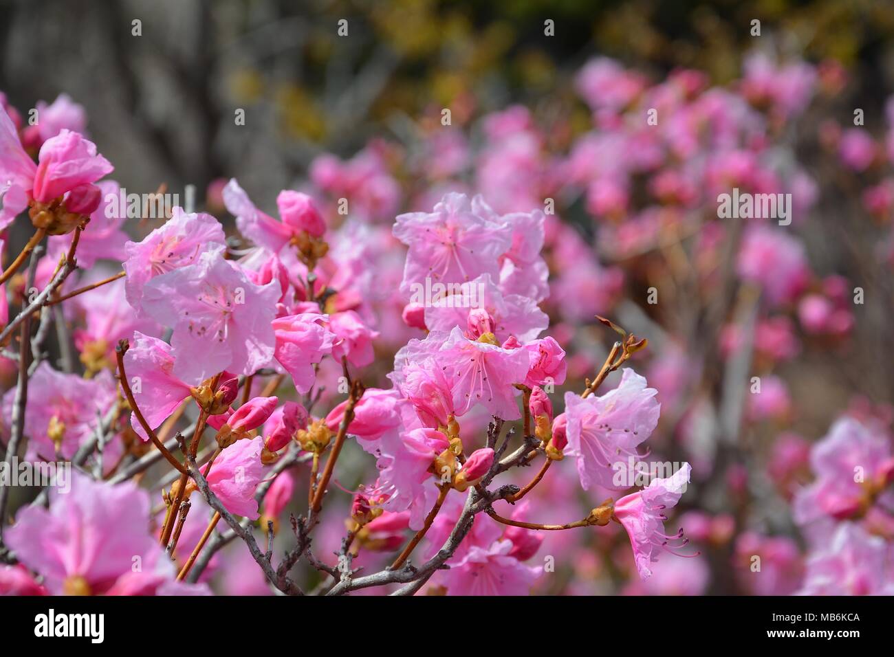 Spring Flowers in the Boston Public Garden, Massachusetts, USA Stock ...