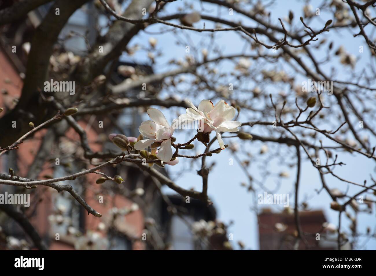 Spring Flowers in the Boston Public Garden, Massachusetts, USA Stock ...