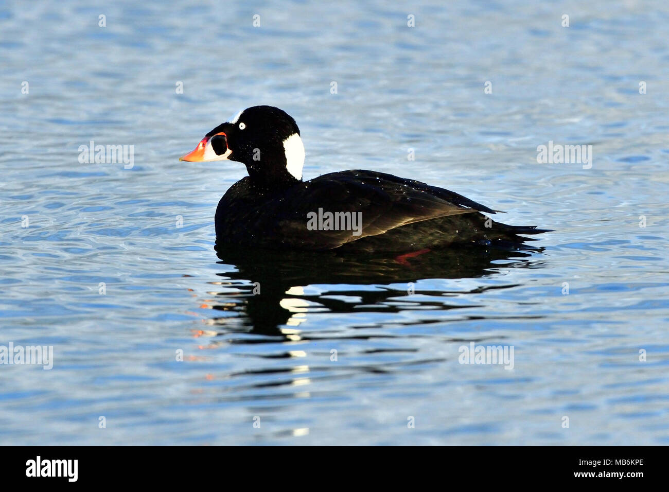 A Surf Scoter Stock Photo - Alamy