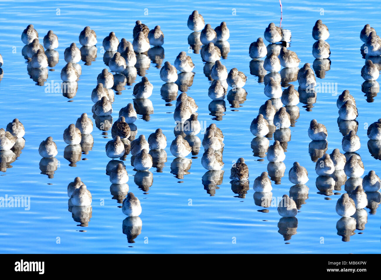 Lesser Sandpipers - Birds of San Francisco South Bay Stock Photo - Alamy