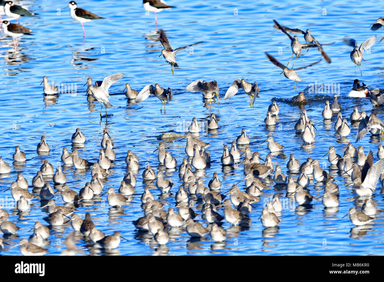 Birds of San Francisco South Bay Stock Photo - Alamy