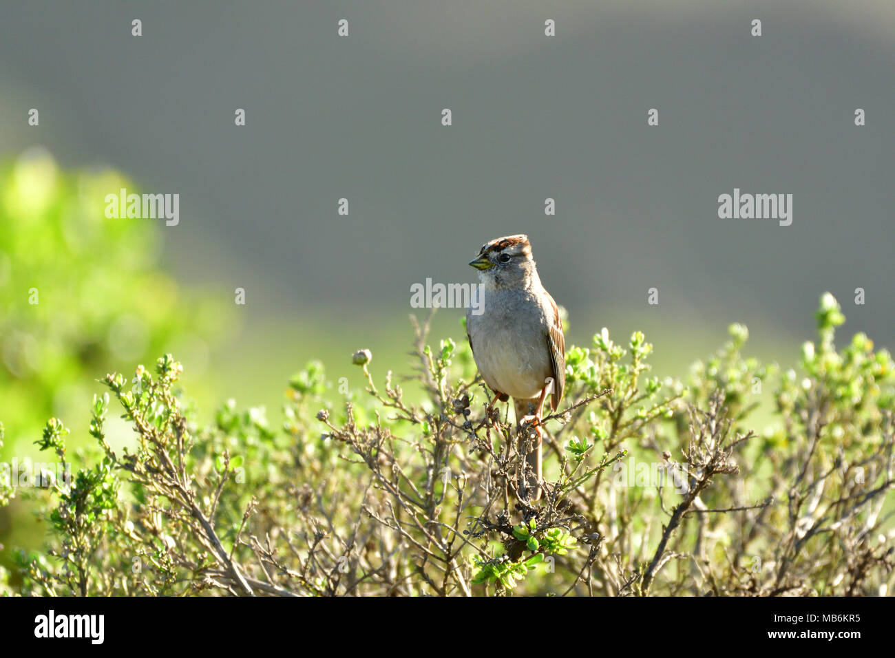 Predator of ground nesting birds hi-res stock photography and images ...