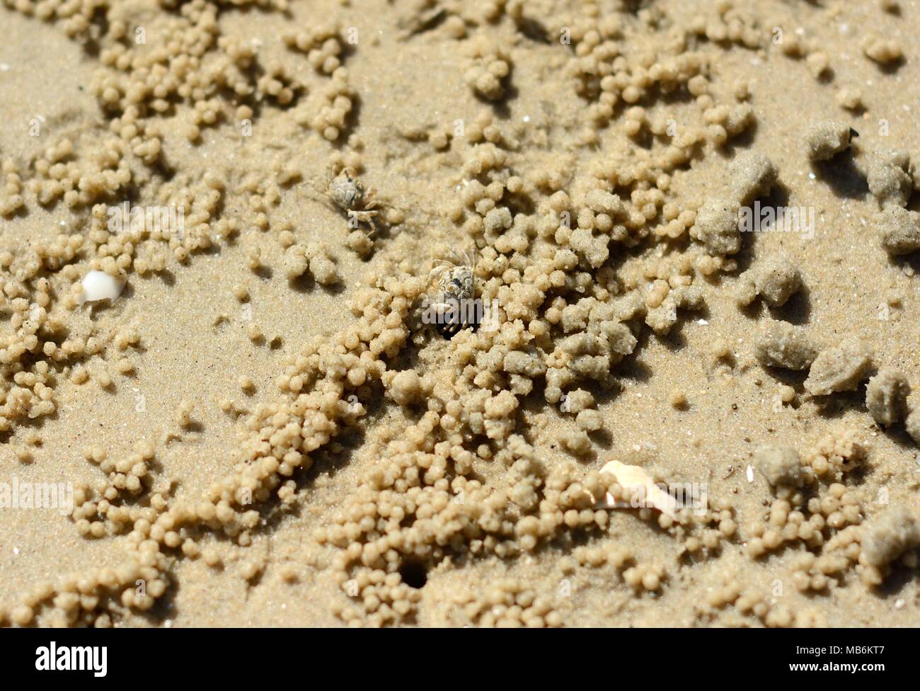 Ghost Crab digging sand on the beach Stock Photo - Alamy
