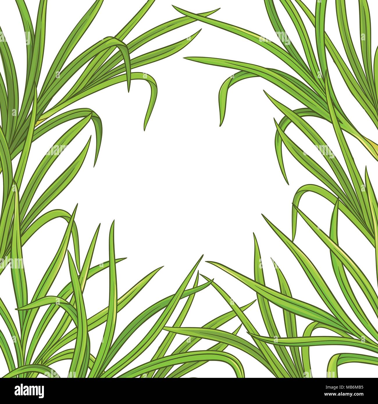 lemongrass plant vector frame on white background Stock Vector Image ...
