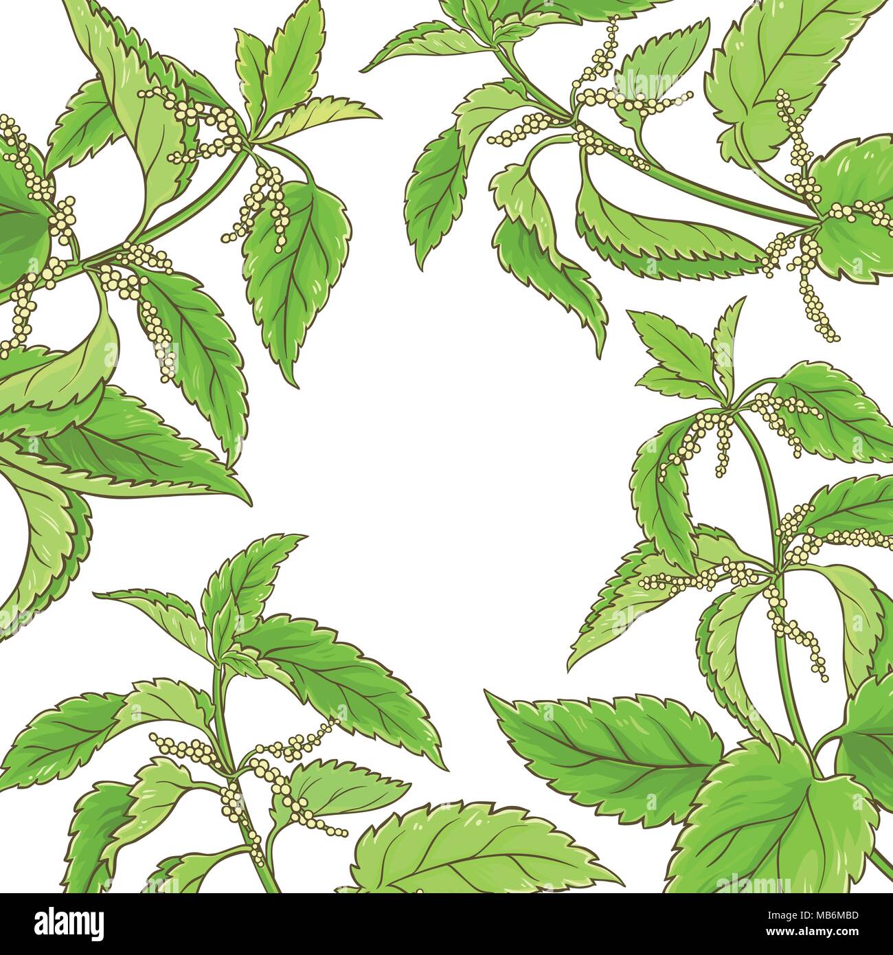 nettle plant vector frame on white background Stock Vector Image & Art ...