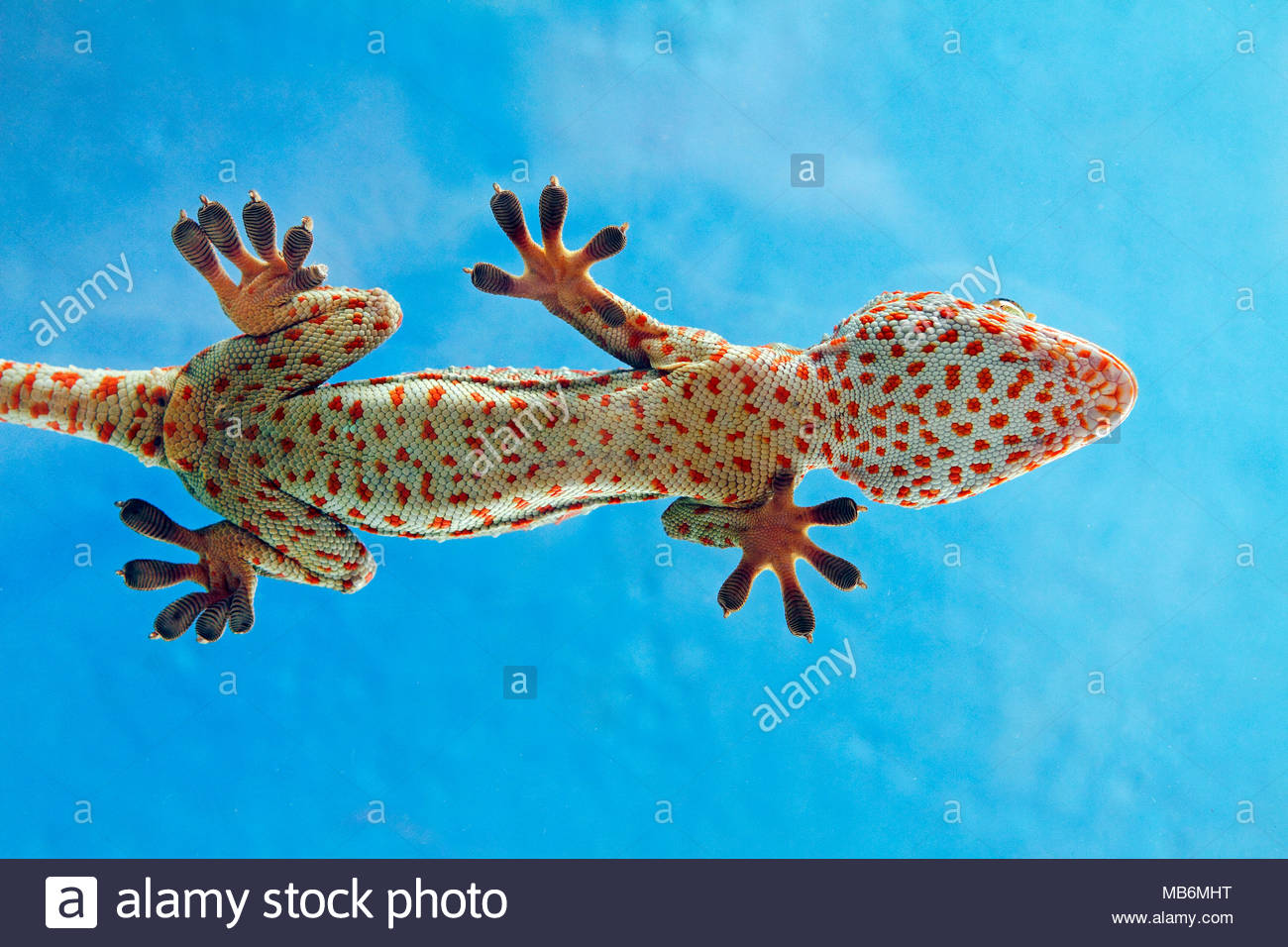 Kraefte Stock Photos & Kraefte Stock Images - Alamy