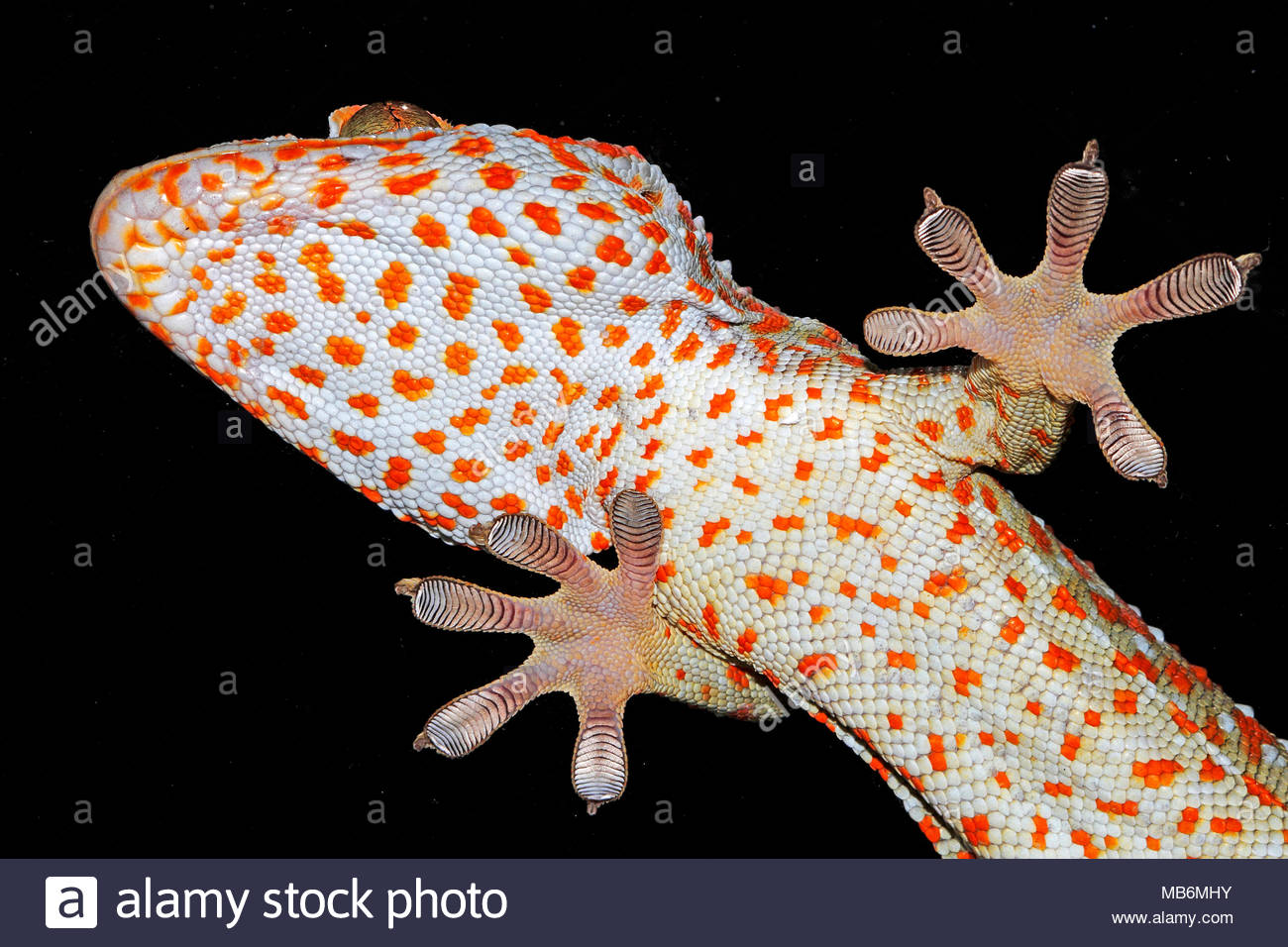 Kraefte Stock Photos & Kraefte Stock Images - Alamy