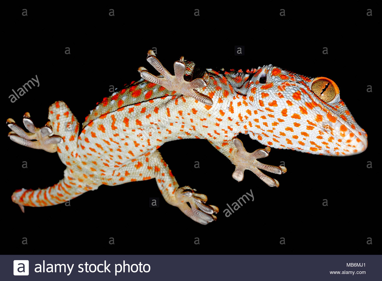 Gekkonidae Stock Photos & Gekkonidae Stock Images - Alamy