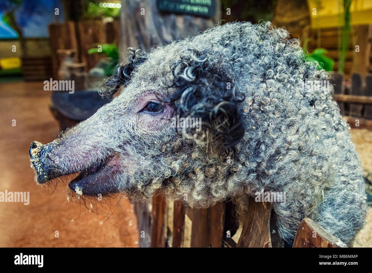 Curly hair hog hi-res stock photography and images - Alamy