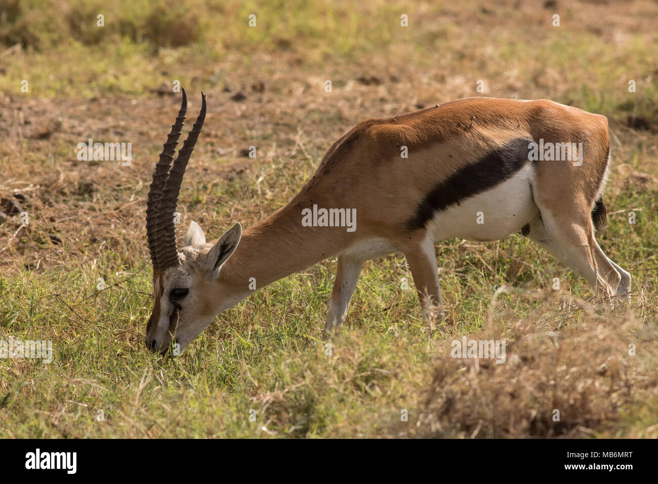 Gazelle gazelle hi-res stock photography and images - Alamy