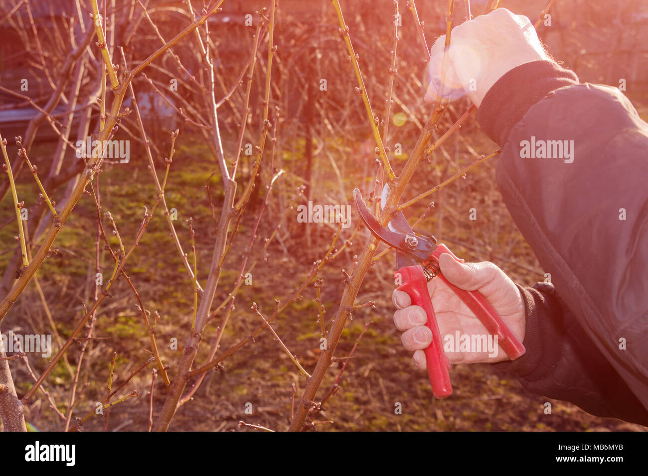 scissors for cutting tree branches close-up. A man is pruning a garden ...
